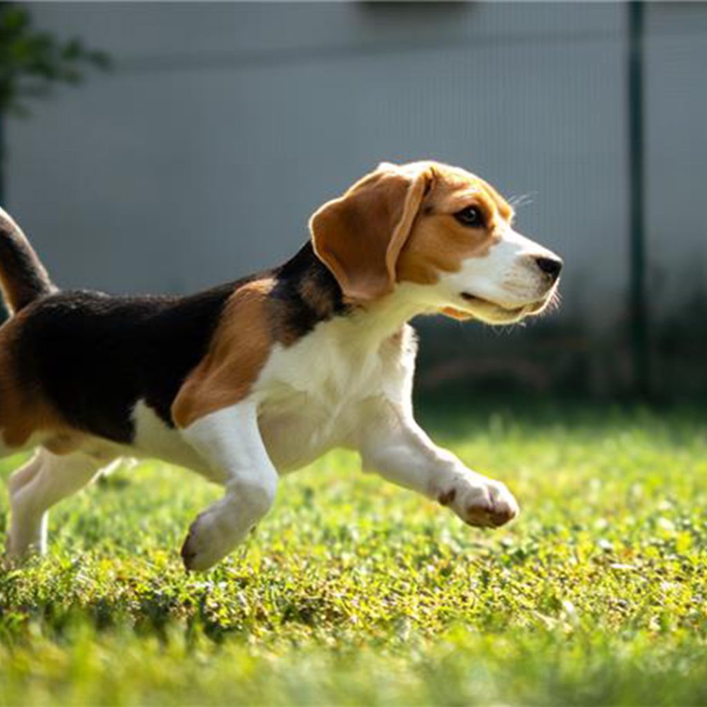 Beagle Dog Breed Guide: Health, Diet & Temperament